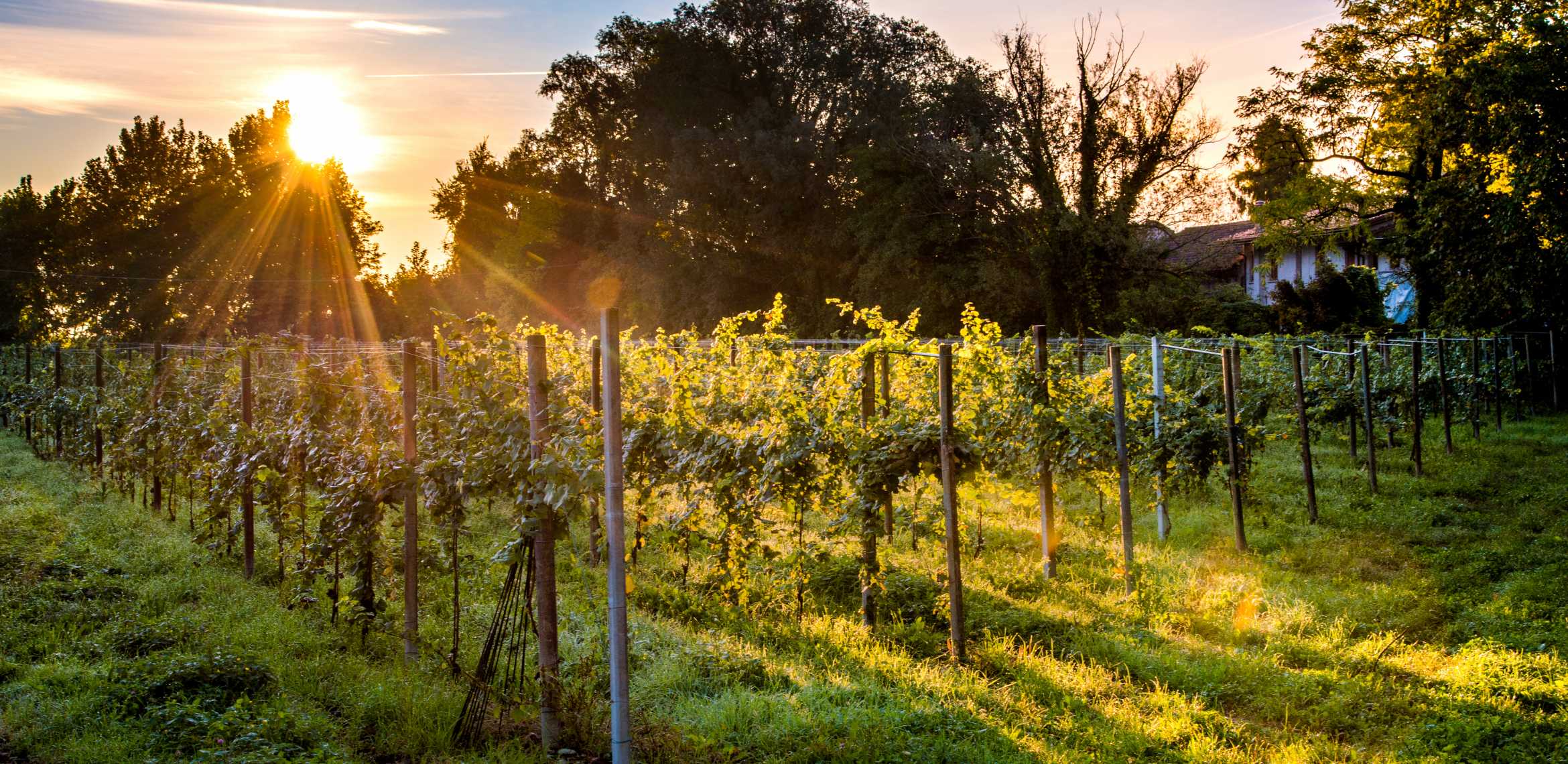 Le Contesse Prosecco Rose - Ethica Wines | Italian Roots. Global Reach.